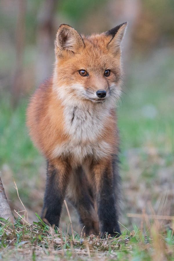 Red fox kit stock photo. Image of mammal, field, carnivore - 182302934