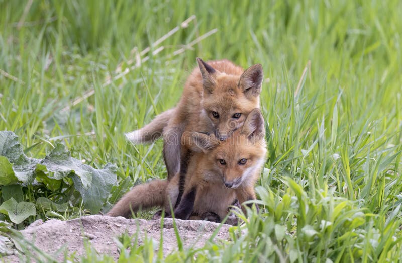 Red Fox Kits (Vulpes Vulpes) Playing by Their Den Deep in the Forest in ...
