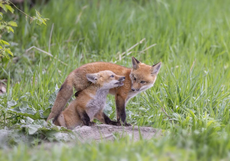 Red Fox Kits (Vulpes Vulpes) Playing by Their Den Deep in the Forest in ...
