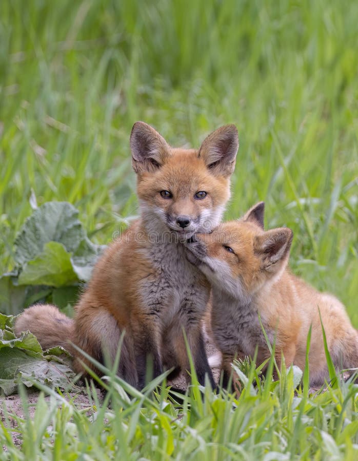Red Fox Kits Playing by Their Den Deep in the Forest in Early Spring in ...