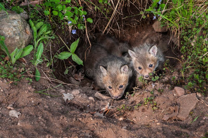 Red Fox Kits in Den (Vulpes Vulpes) Mother Watching from Above Stock ...