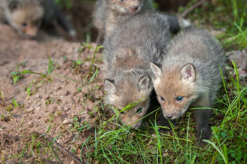 Red Fox Kits Vulpes Vulpes Walk Forward Stock Image - Image of ...