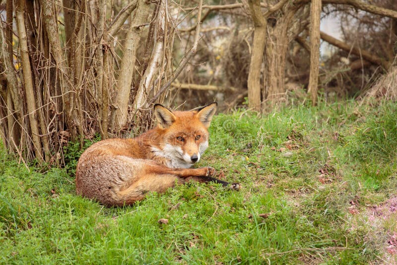 The Red Fox Resting Under a Tree Stock Photo - Image of undergrowth ...