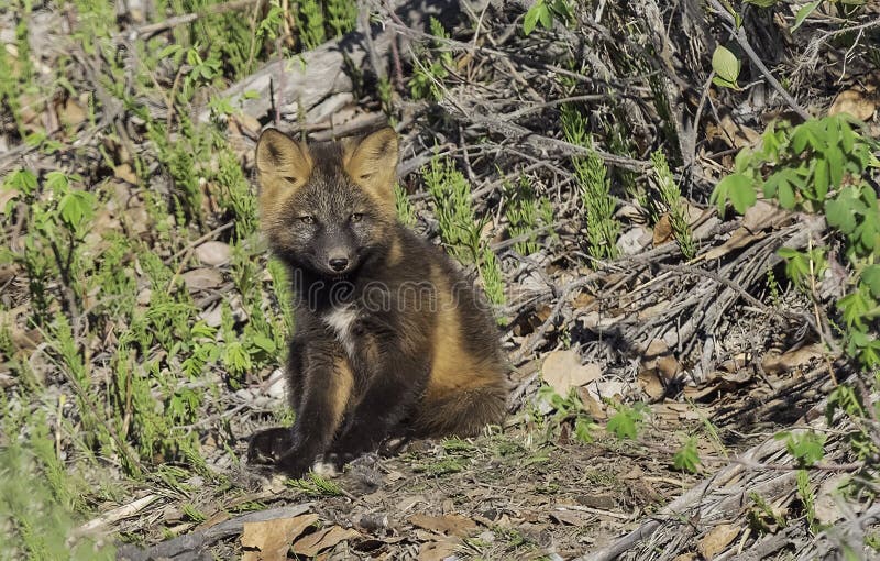 A Red Cross Fox Kit in Alaska Stock Image - Image of kits, closeup ...