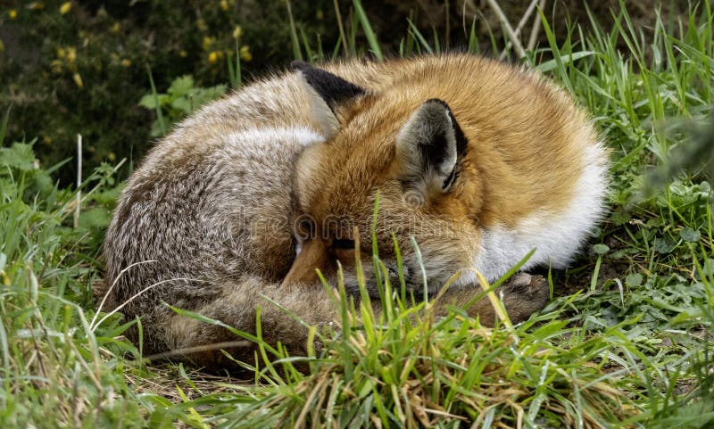 Sleeping Red Fox in the Grass Stock Photo - Image of chipmunk, wildlife ...