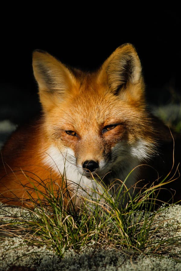 Red Fox Laying In The Field Stock Image - Image of nose, newyork: 66027479