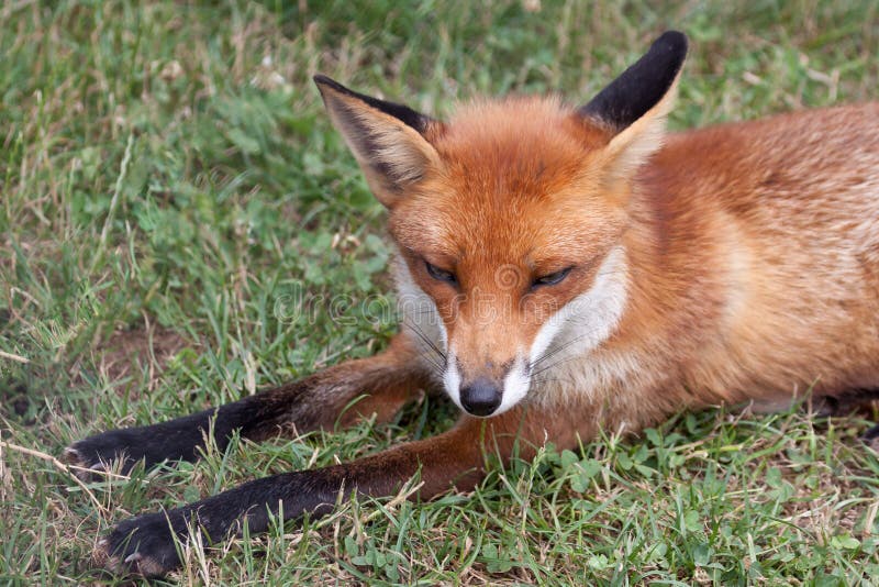 Red Fox Laying In The Grass Stock Photo - Image of furry, carnivore ...