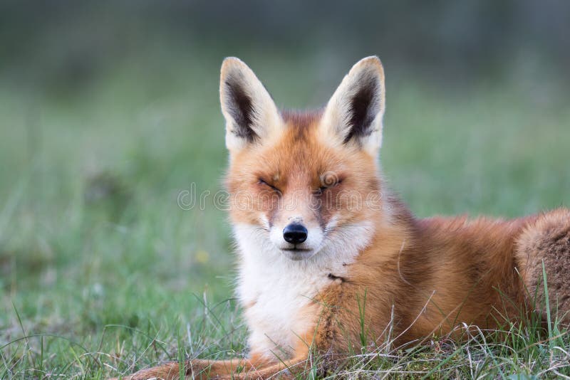 Red Fox. stock image. Image of nature, close, wildlife - 60072199