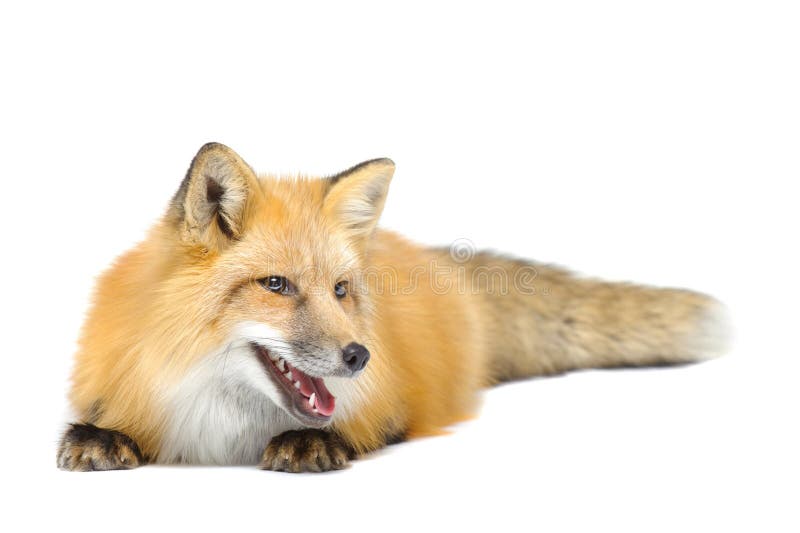 Red Fox Laying Looking Aside Stock Photo - Image of wild, isolated ...