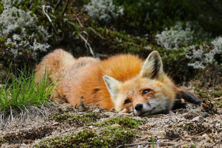 Red Fox Laying in Moss stock image. Image of field, rest - 42926345