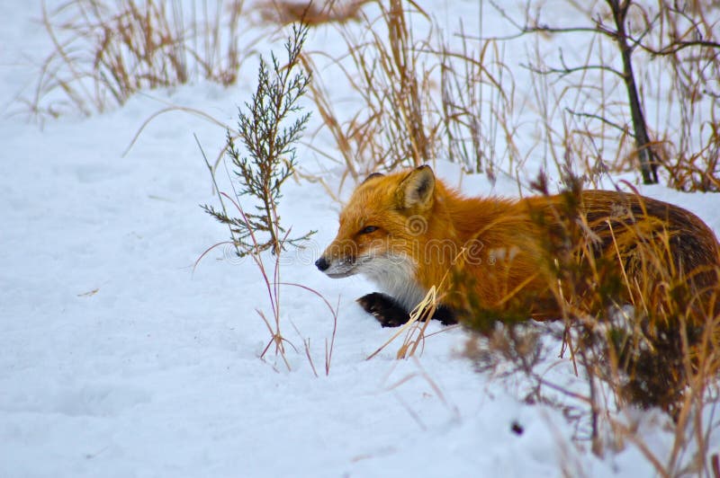 Red Fox Laying in the Snow stock photo. Image of island - 69748292