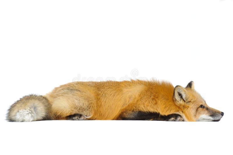 3,919 Red Fox Animal Isolated Stock Photos - Free & Royalty-Free Stock ...