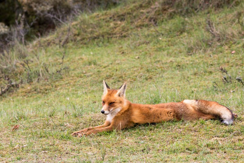 Red Fox. stock photo. Image of grass, landscape, hunting - 59434514