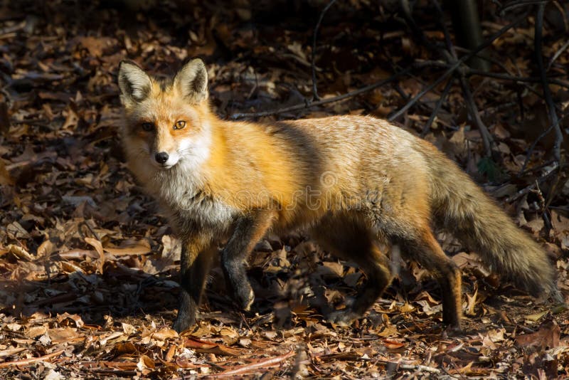 Red Fox in the Leaves stock image. Image of brown, white - 53795977