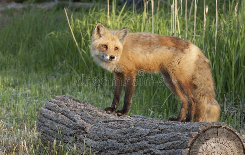Red fox on the log stock photo. Image of eyes, outdoor - 24884022