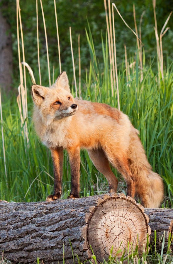 Red fox on the log stock photo. Image of devious, canada - 28754772