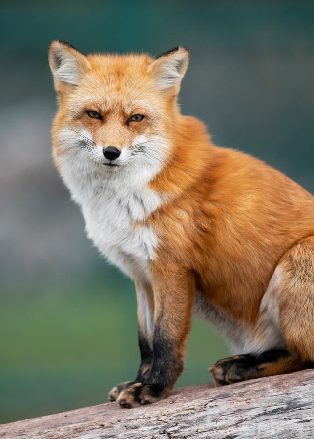 Red Fox on Log Looking into Lens Stock Photo - Image of looking, lens ...