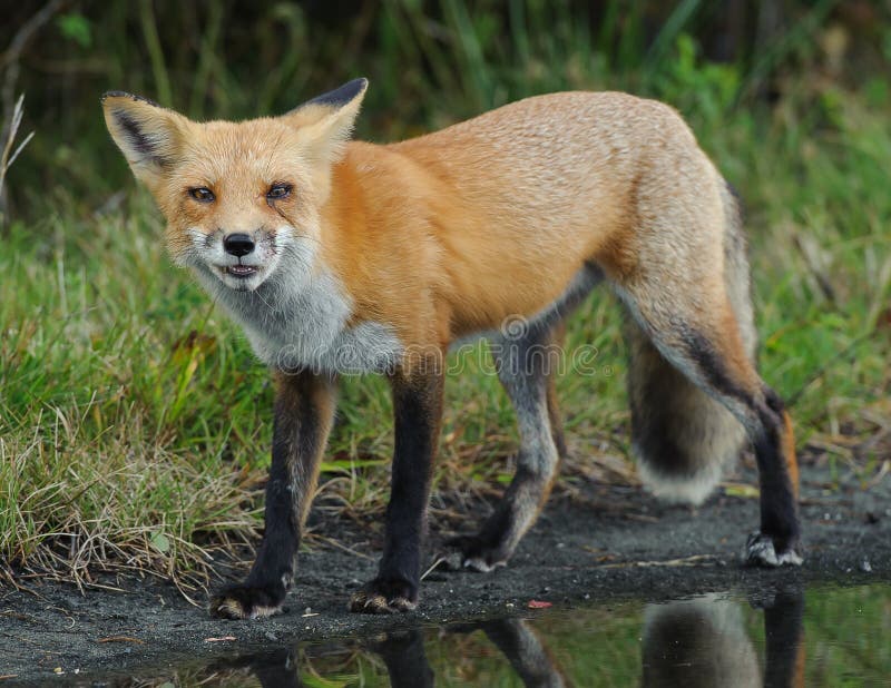 Red Fox Looking stock photo. Image of alert, animal, wild - 26865052