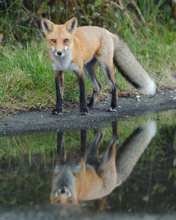 Red Fox Looking stock photo. Image of looking, afraid - 26865054