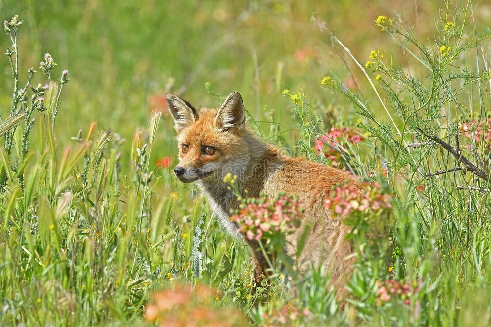 The Red Fox Looking Around Carefully Stock Image - Image of ginger ...