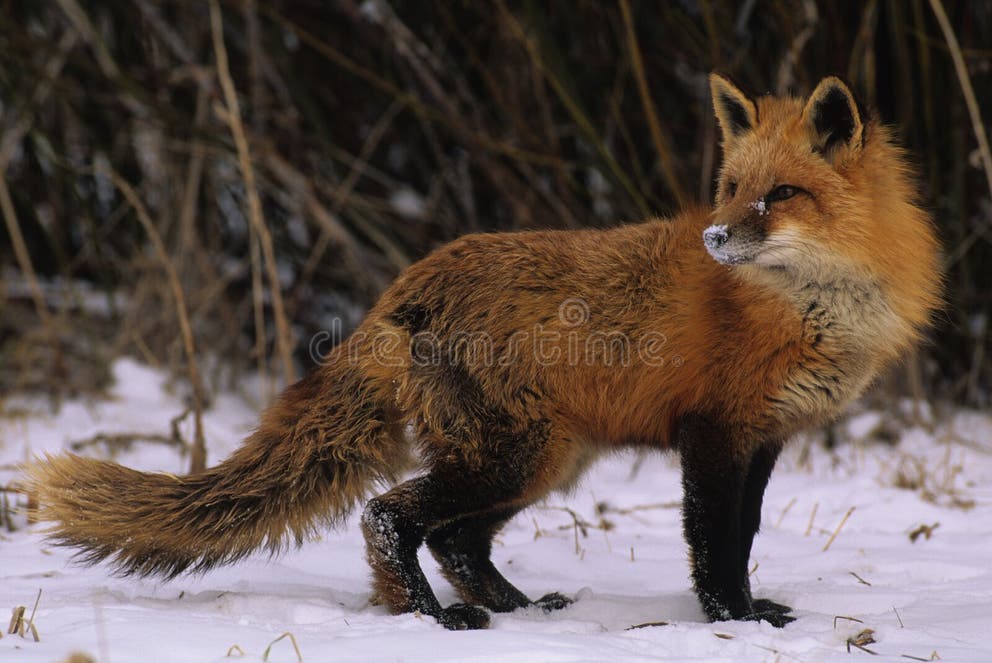 Red Fox Looking Back stock image. Image of mammal, foxes - 9152647