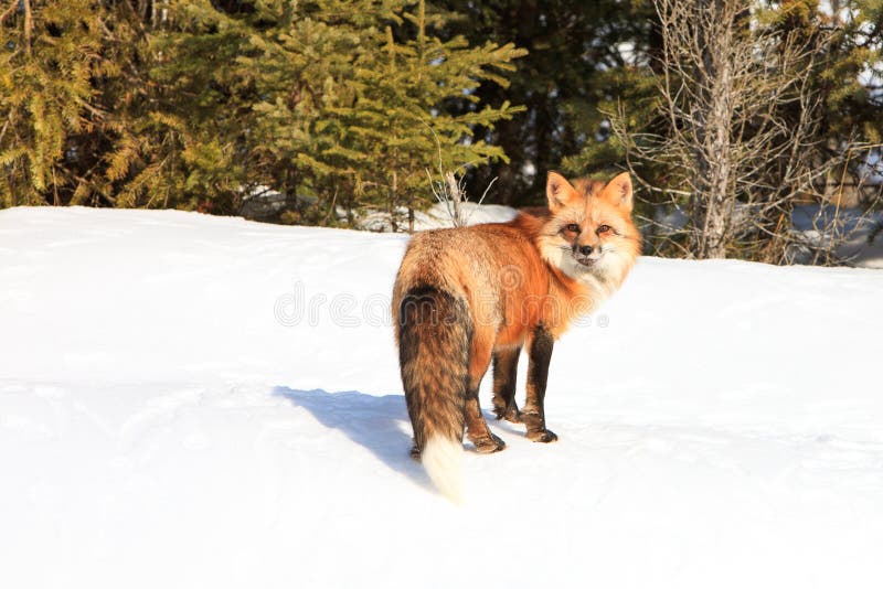 Red Fox Looking Back stock image. Image of mammal, foxes - 9152647