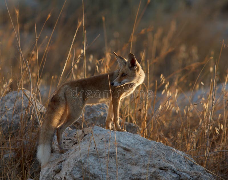 Red Fox Looking Back Over Its Shoulder Stock Image - Image of nocturnal ...