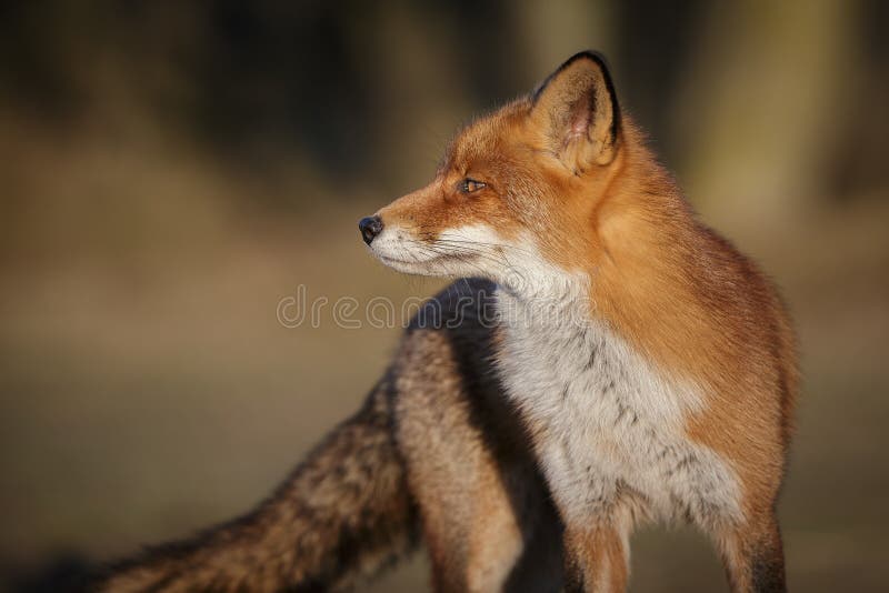 Red fox looking back stock image. Image of predatory - 48816899