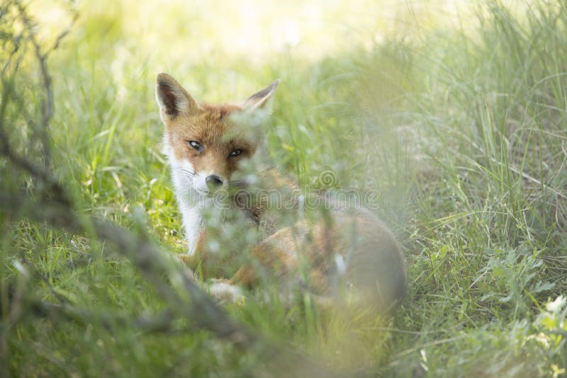 Red Fox Looking Behind Grass Stock Photos - Free & Royalty-Free Stock ...