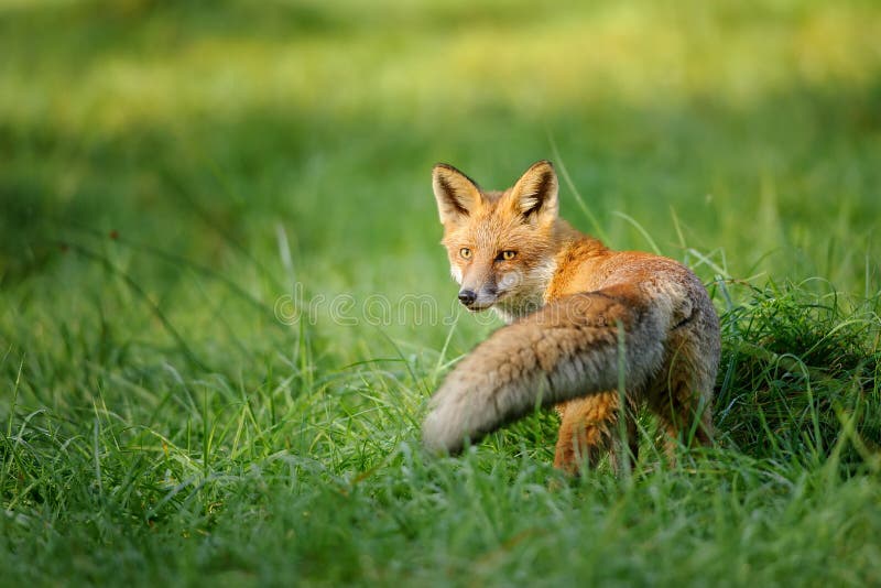 Red Fox Looking Behind in Green Grass Stock Photo - Image of fable ...