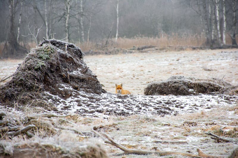 Red Fox Looking from Behind the Hill Stock Image - Image of nose ...