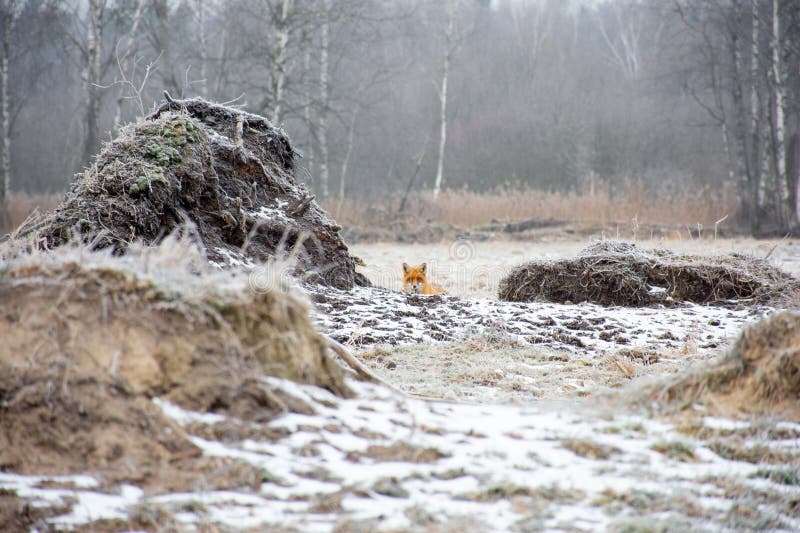 Red Fox Looking from Behind the Hill Stock Image - Image of habitat ...