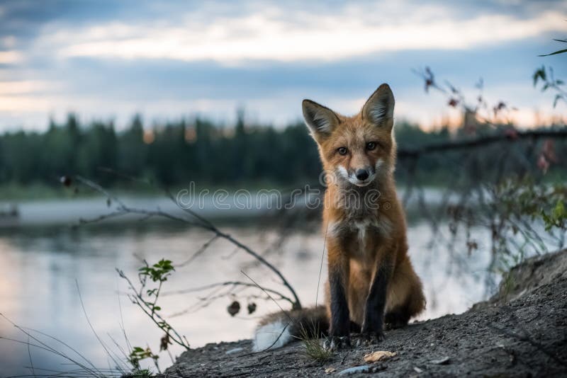 Red Fox looking at camera stock photo. Image of fluffy - 207197846