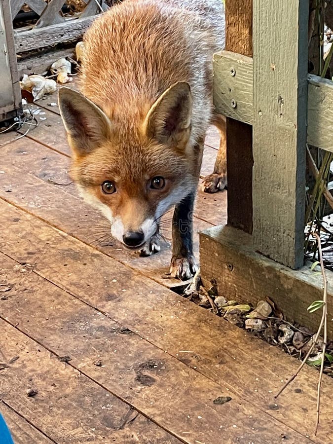Red fox looking at camera stock photo. Image of camera - 263827468