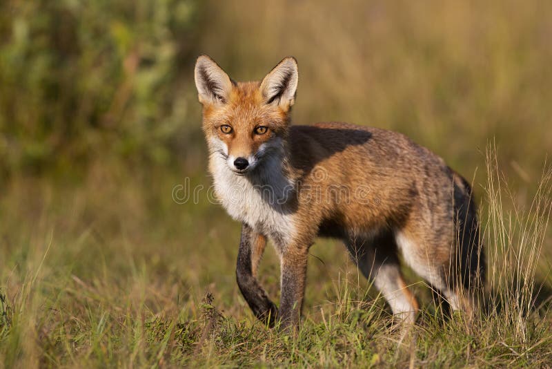 Red Fox Looking into the Camera on a Meadow in Autumn at Sunset. Stock ...