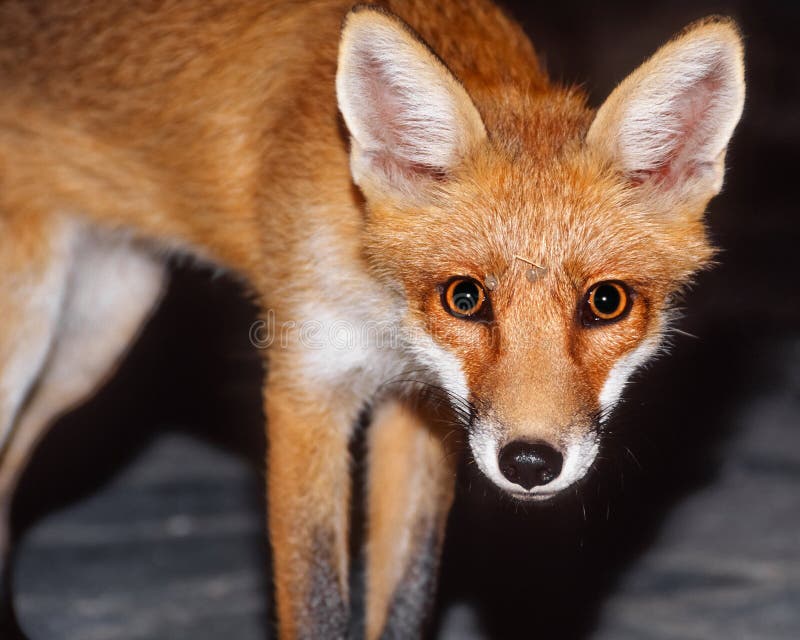 Red Fox Looking at the Camera Stock Image - Image of eyes, beast: 64961777
