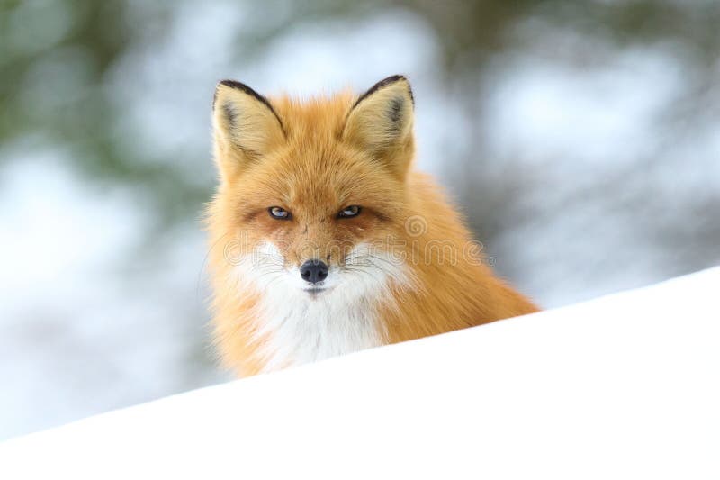 Red Fox Looking Directly into the Camera with Inquisitive Eyes Stock ...