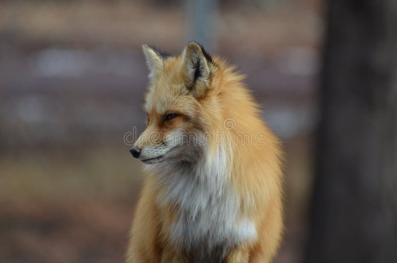 Red Fox Looking Down stock image. Image of true, animal - 74387795