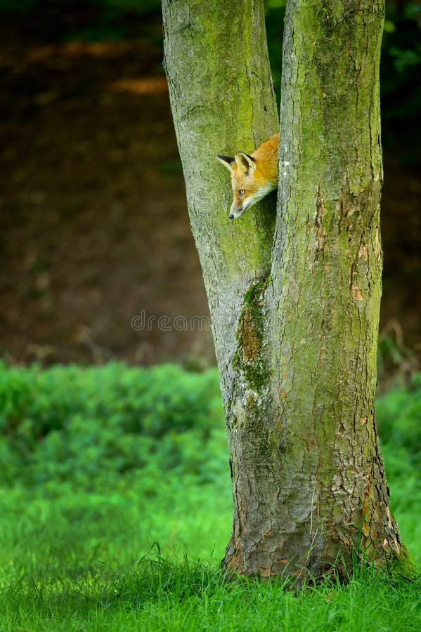 Red Fox Looking Down from Tree Trunk Stock Photo - Image of ferret ...