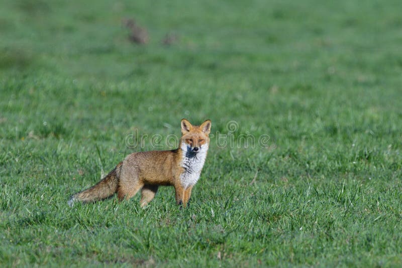 Red fox looking for food stock image. Image of food - 170279427