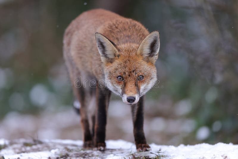 The Red Fox Looking Up at the Sky Stock Image - Image of white ...