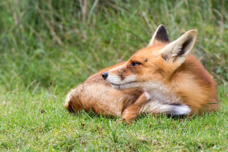 Red Fox. stock image. Image of resting, mammal, grass - 59436001
