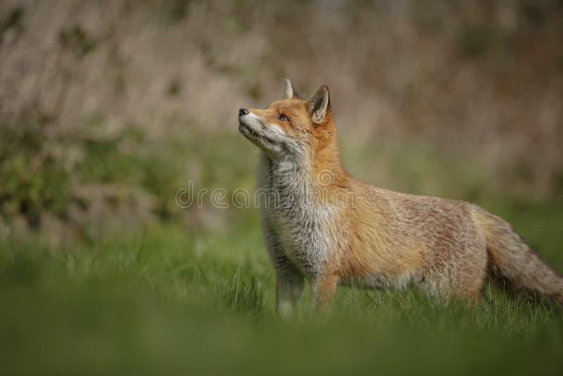 Red fox, looking up stock photo. Image of mammal, beauty - 72217910