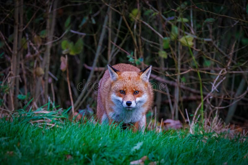 A Red Fox Looks Directly into the Camera Stock Photo - Image of forest ...