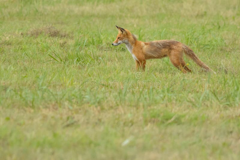 Red fox lurking stock photo. Image of animal, estonia - 190675594