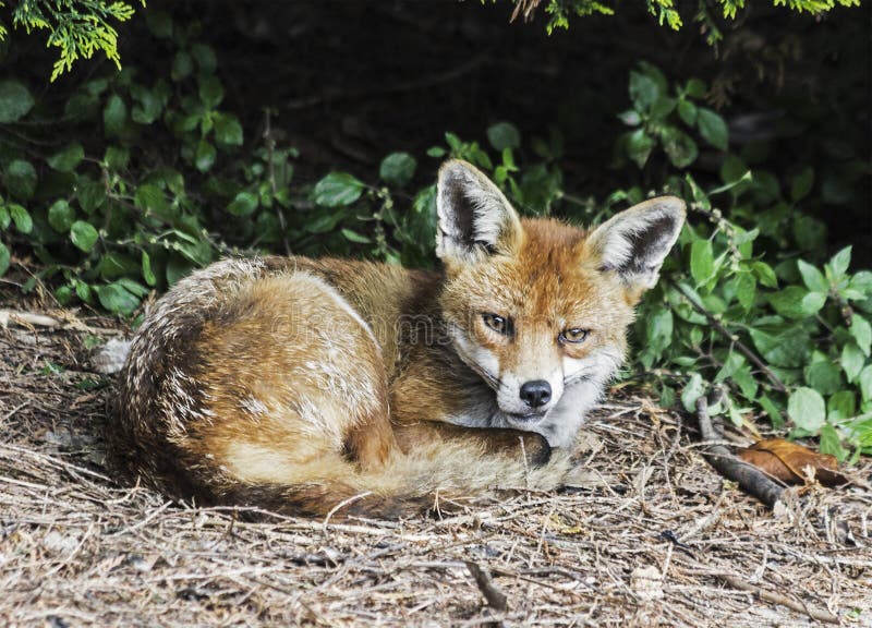 263 Fox Lying Down Photos - Free & Royalty-Free Stock Photos from ...