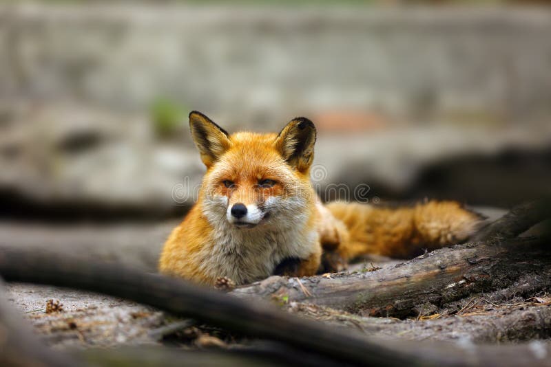 The Red Fox Lying Near Their Burrows. Red Fox Lying on the Sand and in ...