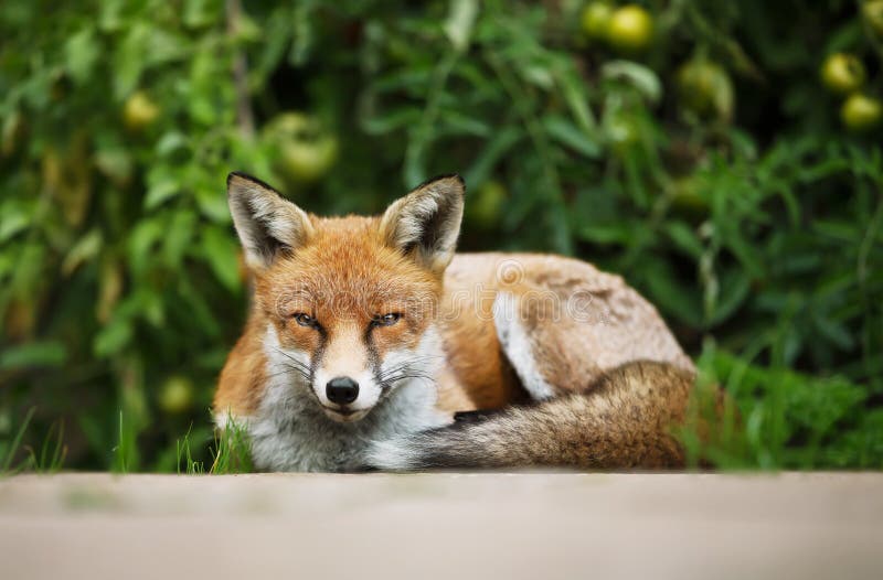 Red Fox Lying Relaxed in the Vegetable Garden Stock Image - Image of ...