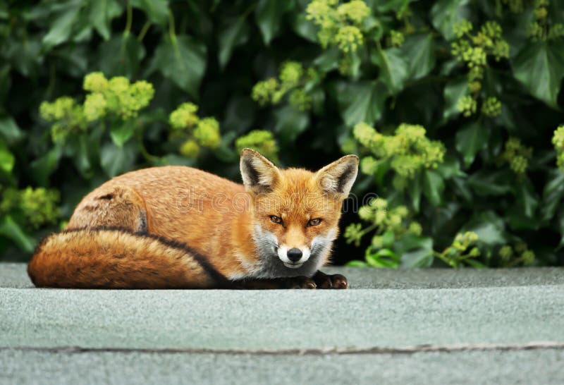 Red Fox Lying on Roof of a Shed Stock Photo - Image of outdoor, adult ...