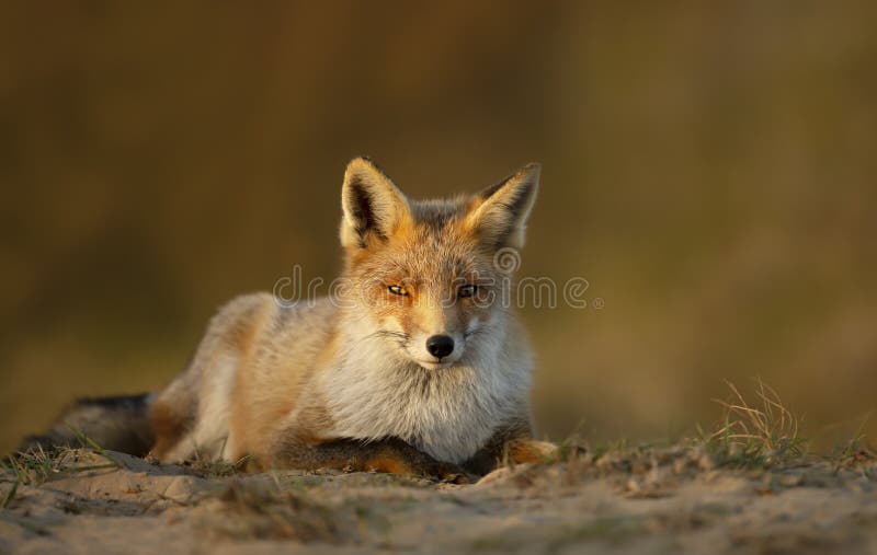 Red Fox Lying on Sand at Sunset Stock Image - Image of fall, nature ...
